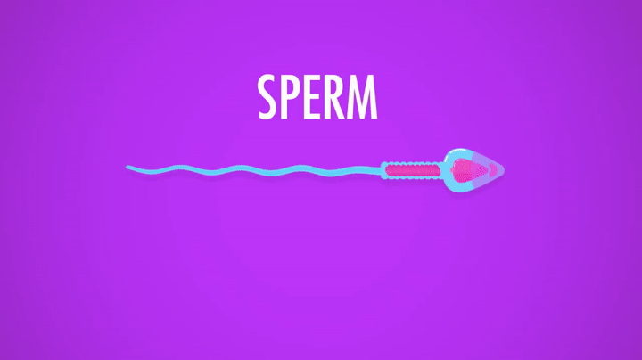 Reproductive System Part 2 Male Reproductive System Crash Course Aandp 41 On Make A
