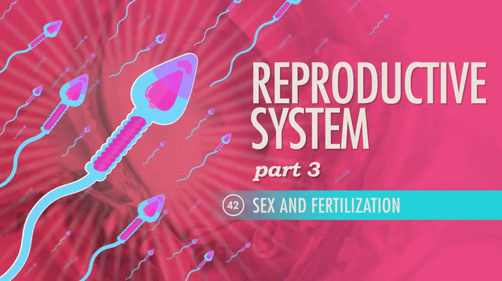 Reproductive System, part 3 - Sex & Fertilization: Crash Course A&P #42 ...