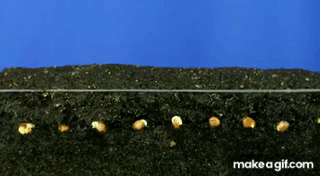 Geotropism on Make a GIF