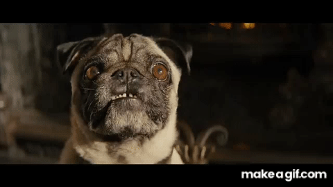 Dog Pund Film Gif