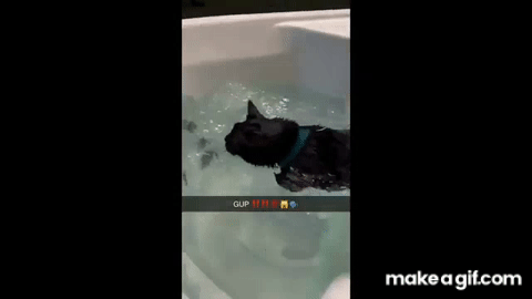 Cat swimming in bathtub says GUP on Make a GIF