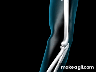 Elbow Joint - 3D Medical Animation || ABP © on Make a GIF