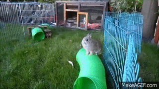Funny rabbit fails! on Make a GIF