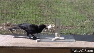 Causal understanding of water displacement by a crow on Make a GIF