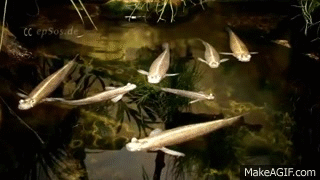 Four eyed Fish swim in River on Make a GIF