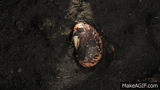 Runner Bean hypogeal germination time lapse filmed over 24 days on Make ...