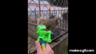 Random Memes 22 on Make a GIF