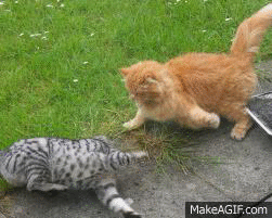 cat-normal on Make a GIF