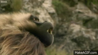 Fearsome Teeth of the Gelada Baboon - Deadly 60 - Ethiopia - Series 3 ...