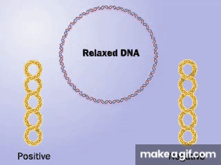 DNA Super Coiling | Types, Positive & Negative on Make a GIF