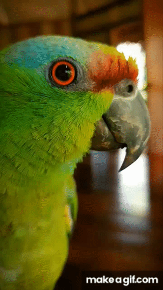 Parrot eye pinning on Make a GIF