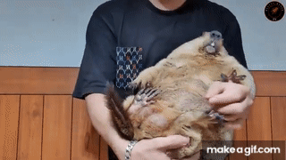 the biggest marmot of all time on Make a GIF