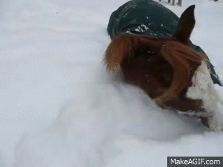 stetson rolling in the snow ( horse playing in snow ) on Make a GIF