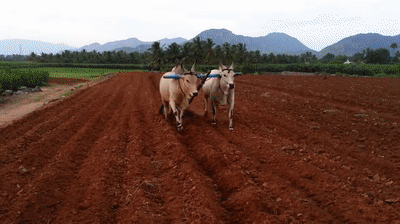 Kumaresan farms- bull husbandry(காளை வளர்ப்பு ) bull ploughing on Make ...