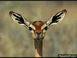 DEER EATING WHILE I PLAY UNFITTING MUSIC on Make a GIF