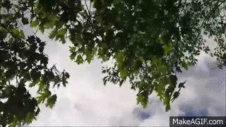 18 Minutes Of Wind Blowing Through Trees On Make A GIF 18 Minutes Of Wind Blowing Through Trees On Make A GIF
