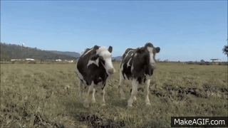 Vaca Dancando