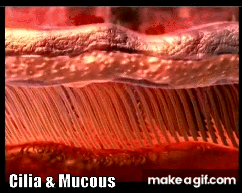 Cilia & Mucous on Make a GIF