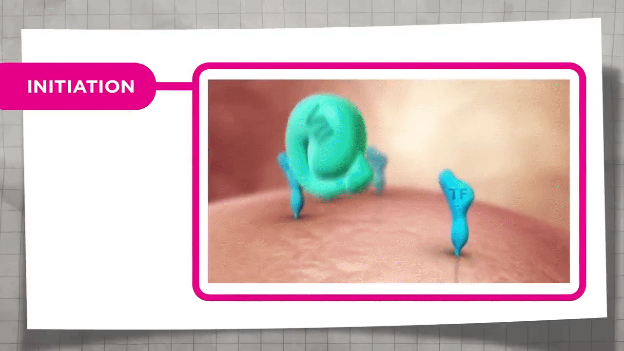 Coagulation Cascade_Initiation on Make a GIF