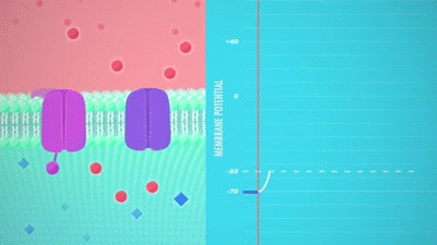 The Nervous System, Part 2 - Action! Potential!: Crash Course A&P #9 on ...