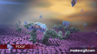 PDGFR and Wound Healing on Make a GIF