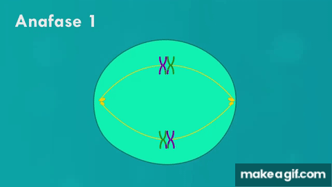 EXPLICACIÓN FACÍL y RÁPIDA DE LA MEIOSIS on Make a GIF