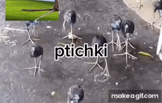 ptichki 2 on Make a GIF