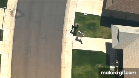 Llama Chase set to Yakety Sax on Make a GIF