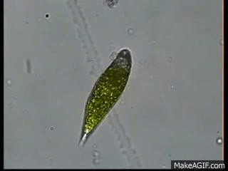euglena viridis on Make a GIF