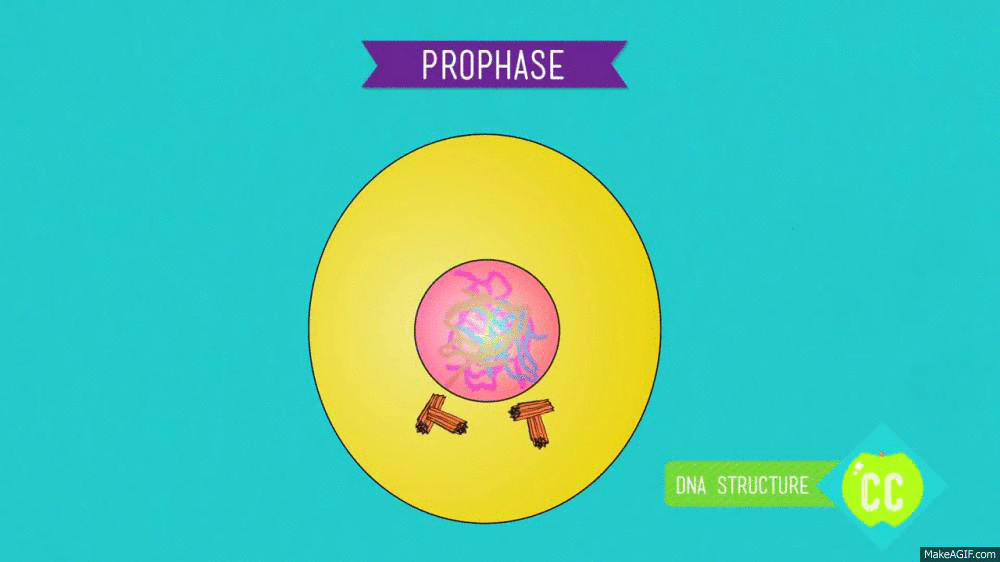Prophase on Make a GIF