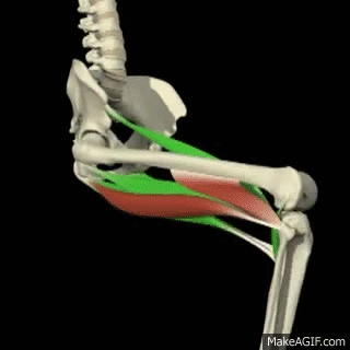 Rotación externa - rotación interna rodilla. Análisis de movimientos ...