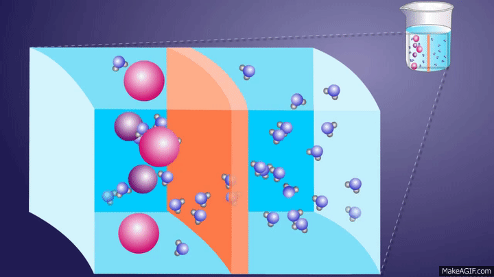 The Semipermeable Membrane on Make a GIF