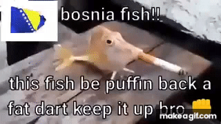 bosnia fish on Make a GIF