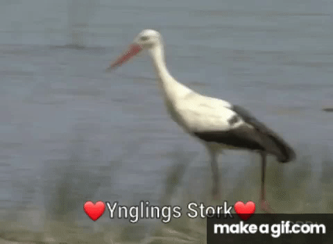 Ynglings stork on Make a GIF on Make a GIF