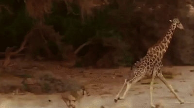 Giraffes facing extinction because David Attenborough keeps leading the ...