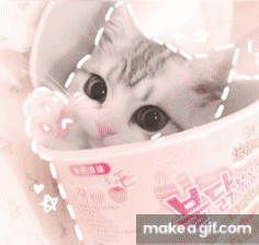 Cute caty gif on Make a GIF