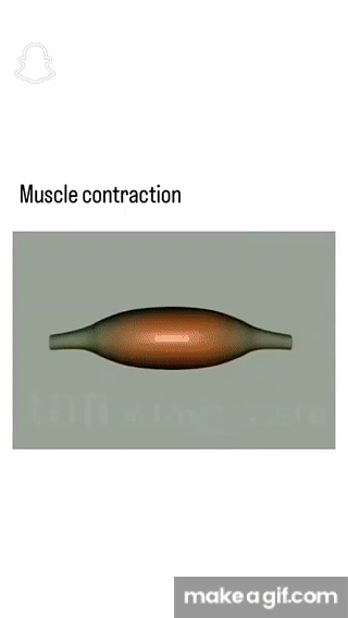 How muscle contraction gets occurs# role of actin and myosin filament ...
