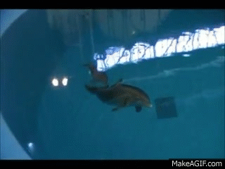 Indianapolis Zoo - Oh Baby! on Make a GIF