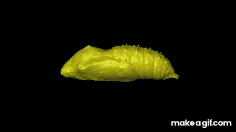 3-D scans of a butterfly chrysalis on Make a GIF