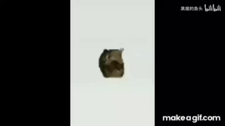 OIIAIOIIIAI (spinning cat meme) on Make a GIF