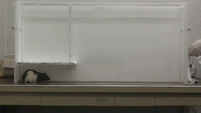 conditioning gif on Make a GIF