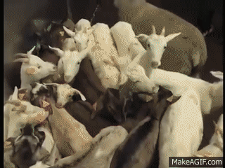 Meet your Meat, the Barbarity of Halal Slaugter on Make a GIF