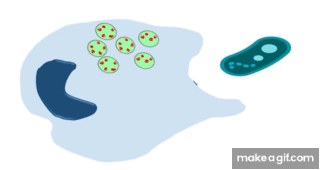 Attraction (Phagocytosis) on Make a GIF