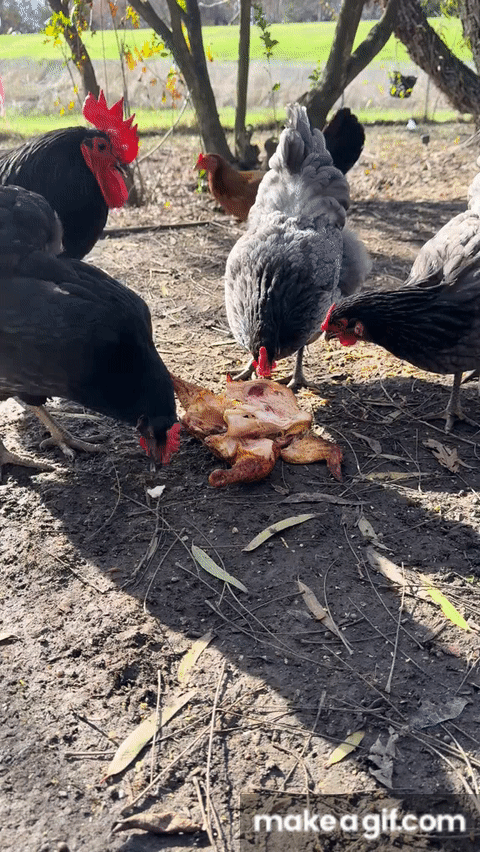 “Chickens enjoying a questionable feast… Oh no, that’s Melanie. She w ...