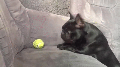 Dogs Who Fail At Being Dogs on Make a GIF
