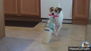 Useful Dog Tricks 3 performed by Jesse on Make a GIF