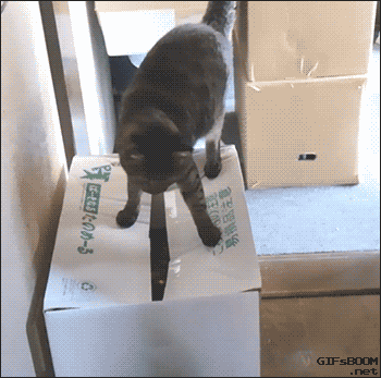 Shift change at the cat box factory on Make a GIF