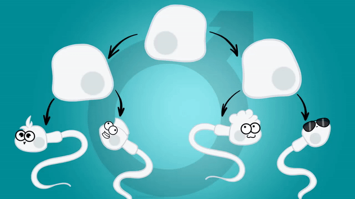 Meiosis (Updated) on Make a GIF