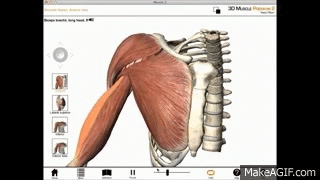 Elbow flexion, shoulder flexion, and forearm supination (Biceps brachii ...