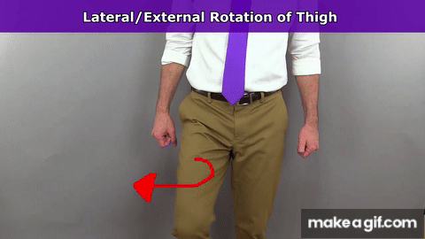 Rotation Anatomy Body Movement Term | Arm, Thigh, Head, Spine Rotation ...